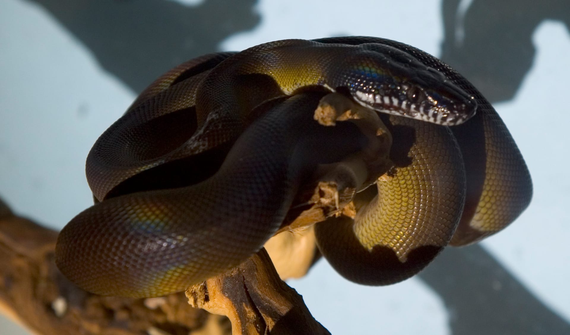 Pythonidae – Pythons: facts, distribution & population | BioDB